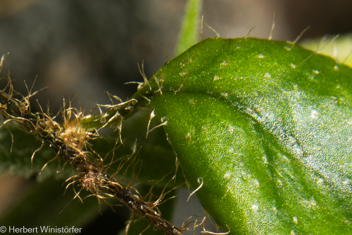 The dwarf Microgramma – Hermetospheres
